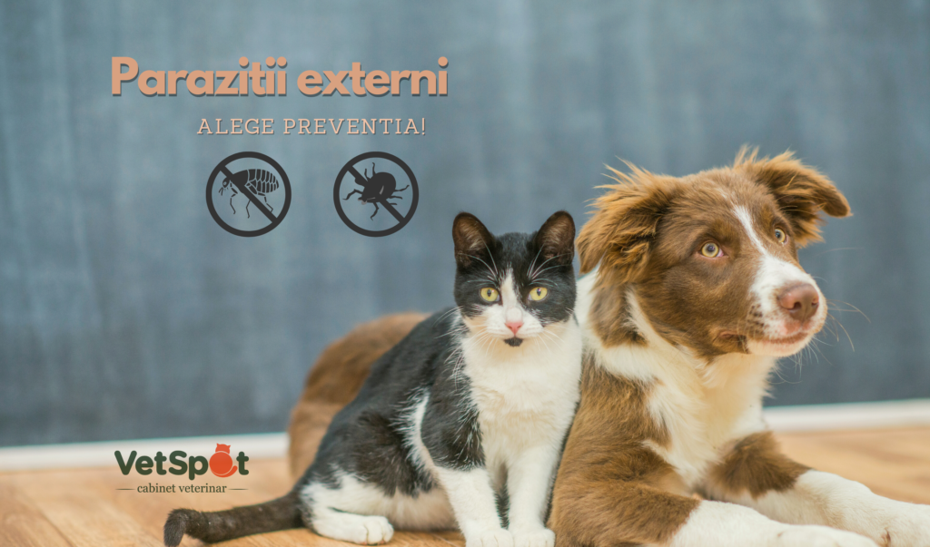Parazitii externi - Vetspot
